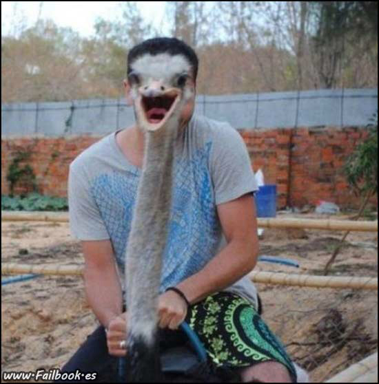 Ostrich Meme By Fredj28 Memedroid