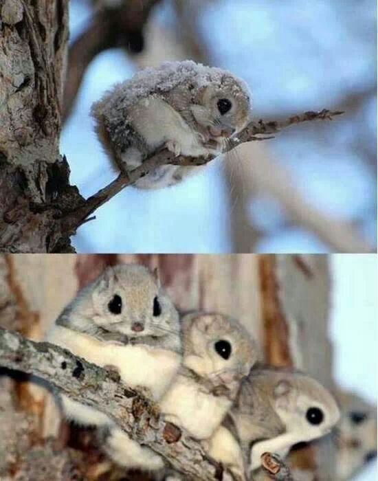 Cuteness Overload! Dwarf Flying Squirrel - Meme subido por Don_Juan :) Memedroid