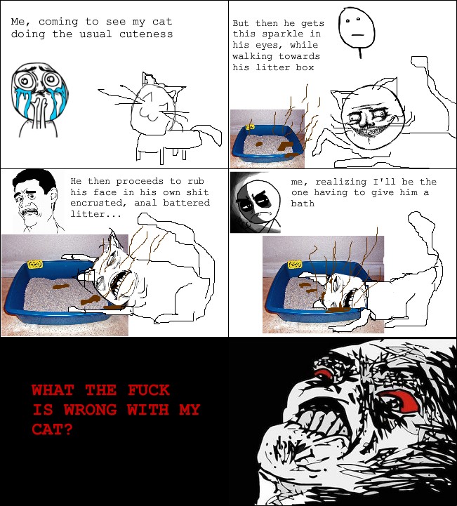 Kitty Rage :) Memedroid