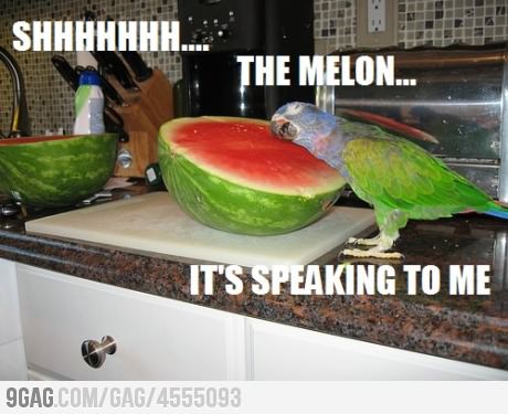 parrot watermellon - Meme by komplete_chaos :) Memedroid