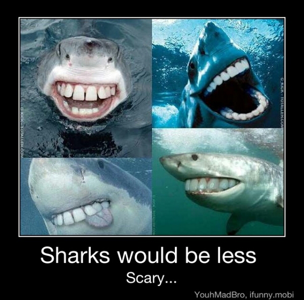 Shark - Meme by Twigman56 :) Memedroid
