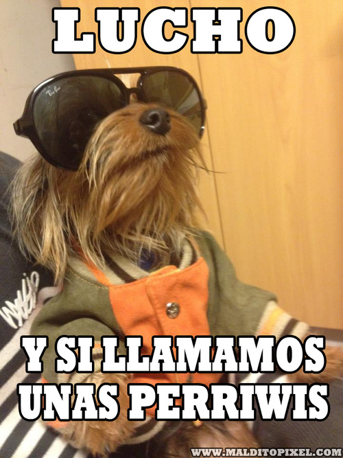 perro turro - Meme by papriv :) Memedroid