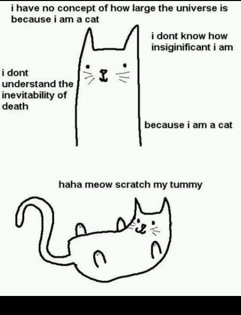 Mewow - Meme by mikeoman123 :) Memedroid