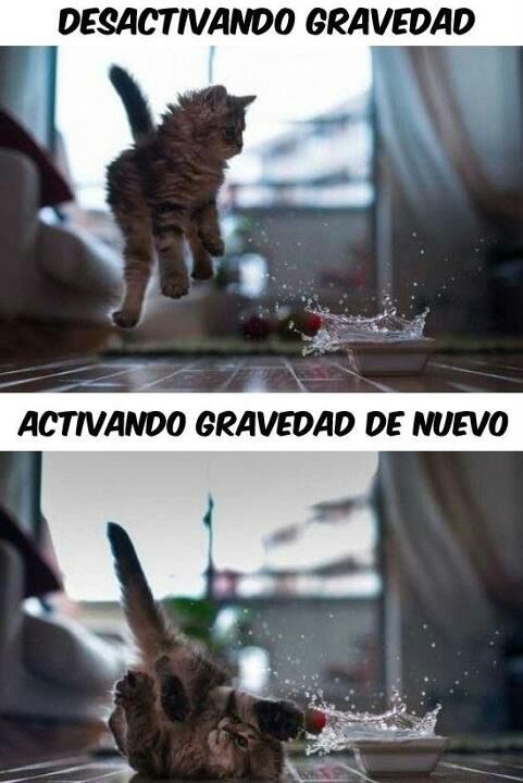 gravedad - Meme subido por amantedelosgatos :) Memedroid