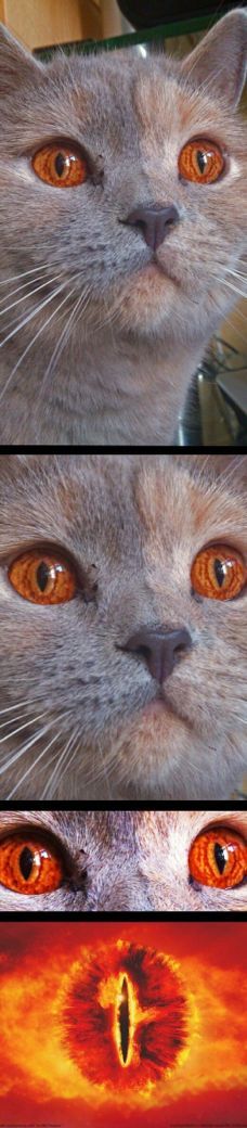 into mordor !! - Meme subido por mymom123 :) Memedroid