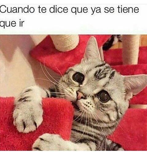 No te vayas - Meme subido por Sinuhedroid :) Memedroid