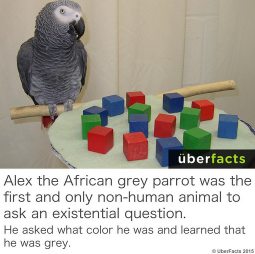 What Color am i? - Meme by TrollingNuke :) Memedroid