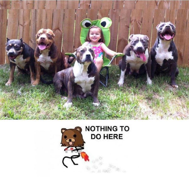 pedo bear - Meme by des :) Memedroid