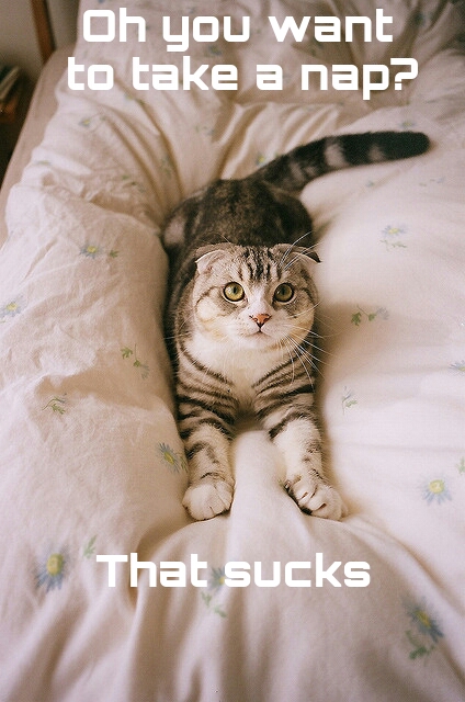 damn cat - Meme by jgarfio1 :) Memedroid