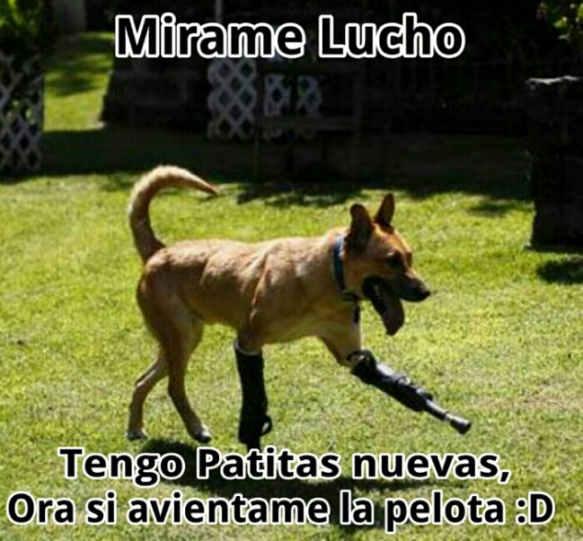 Pastor Aleman - Meme subido por Pumaro :) Memedroid