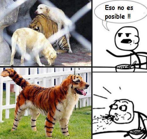 Perro,Tigre - Meme subido por llollchuylloll :) Memedroid