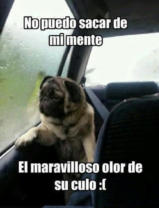 su olor - Meme subido por daniybasti :) Memedroid