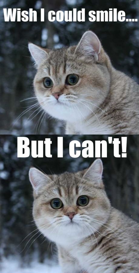 poor little kitty - Meme by janaihrer :) Memedroid