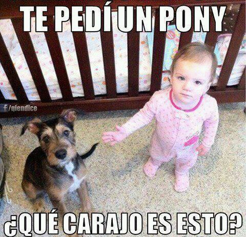 te pedi un pony - Meme subido por TrololoDavid :) Memedroid