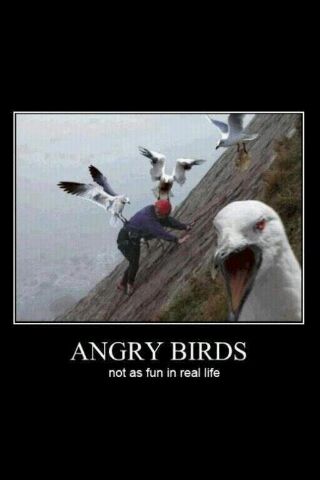 Angry birds irl. - Meme by Alexander.Albers :) Memedroid