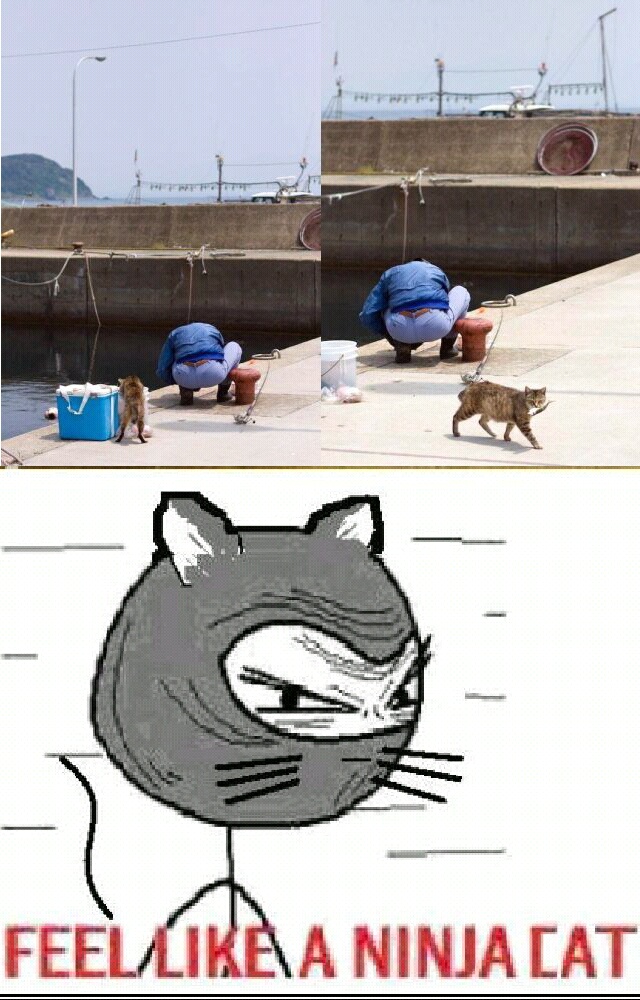 ninja Cat - Meme by maistro :) Memedroid