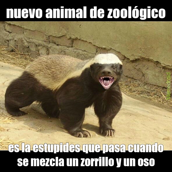 Zorrillo Memes
