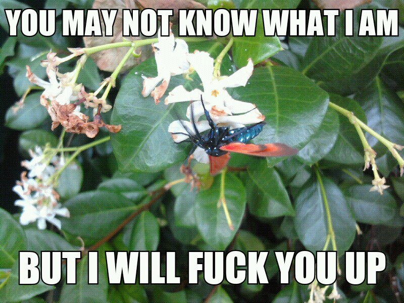 i made it - Meme subido por binxdabass :) Memedroid