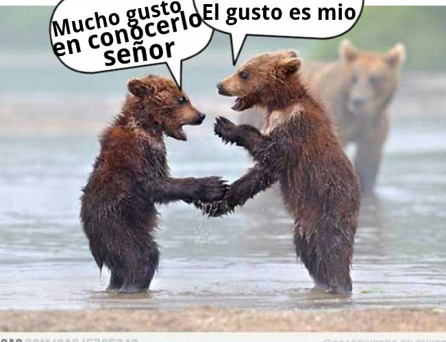 Gosto Memes Coffee Memes European Coffee Trip