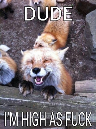 high fox - Meme by redfury :) Memedroid