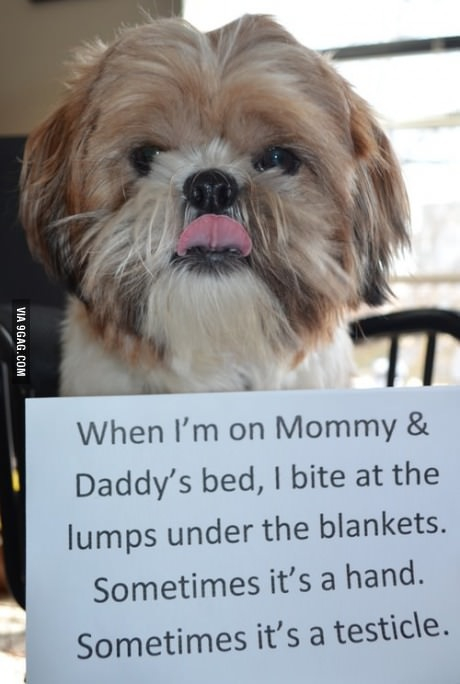 Testicles - Meme by punakasvo :) Memedroid