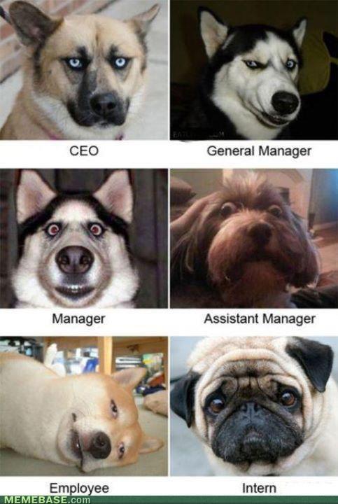 funny dogs :p - Meme subido por Brammm :) Memedroid