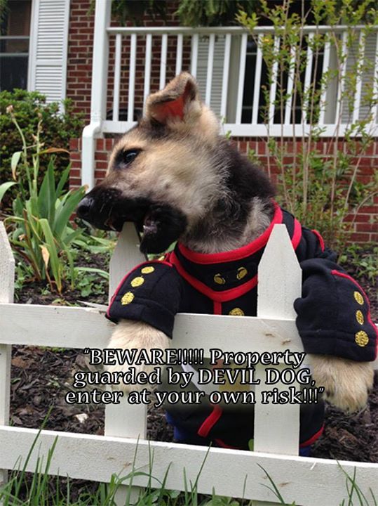 Devil Dog Meme