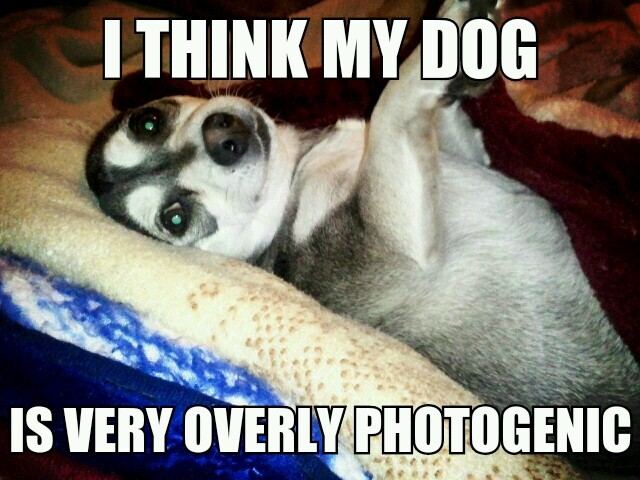 thats my dog - Meme by MrsValval01 :) Memedroid