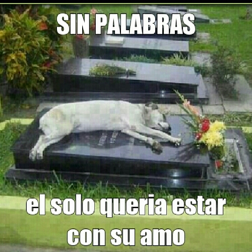 amigo que nunca te falla - Meme subido por boritosss32 :) Memedroid