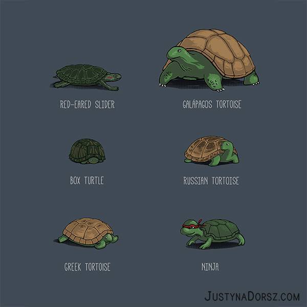 Know your Turtle - Meme by The_Stoner_Boner :) Memedroid