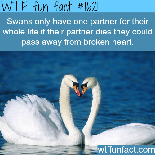 Poor swans - Meme by EmmyWasHere :) Memedroid