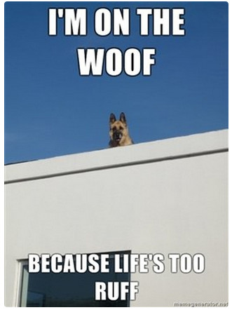 Woof woof - Meme by Go_Diego_Go :) Memedroid