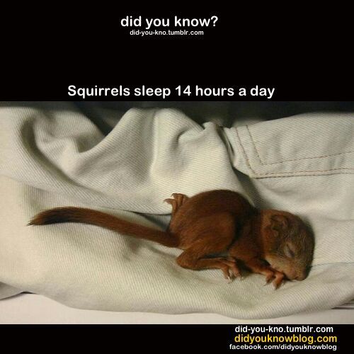 i'm a squirrel - Meme by xamber.xoxo :) Memedroid