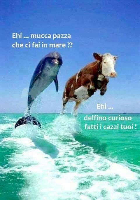Mucca pazza e delfino curioso - Meme by simone.ferraris26 :) Memedroid