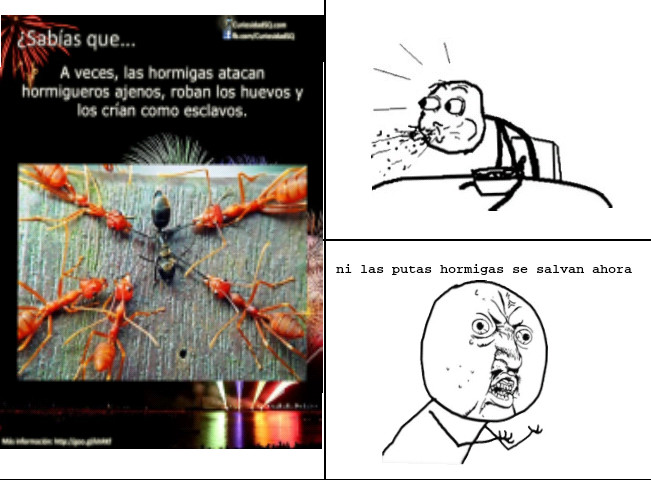ni las hormigas se salvan - Meme subido por kikito098 :) Memedroid