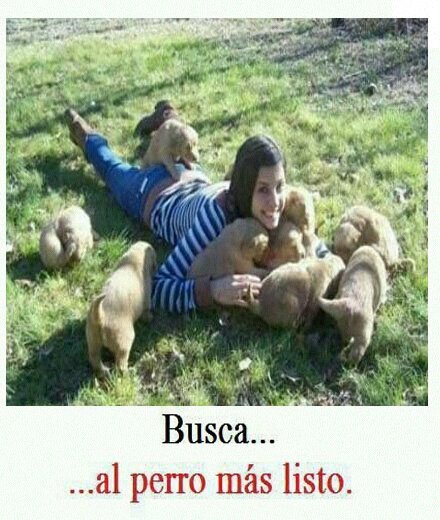busca el perro mas listo - Meme subido por javizula :) Memedroid