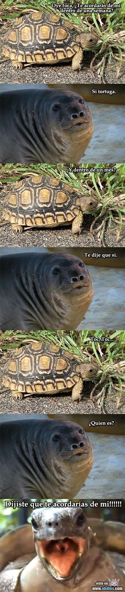 toc toc - Meme by fiorelaopp :) Memedroid