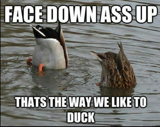 Duck - Meme subido por iSohornay :) Memedroid