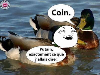 Canard - Meme by arthurboubou :) Memedroid