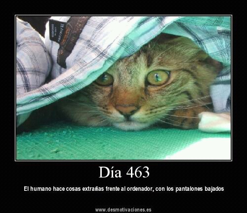 Gato Infiltrado - Meme subido por GreenGingerBat :) Memedroid