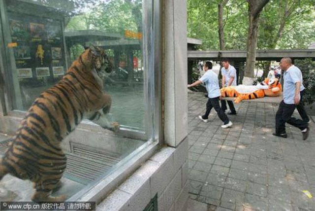 awww. poor tiger - Meme by brianyang13 :) Memedroid
