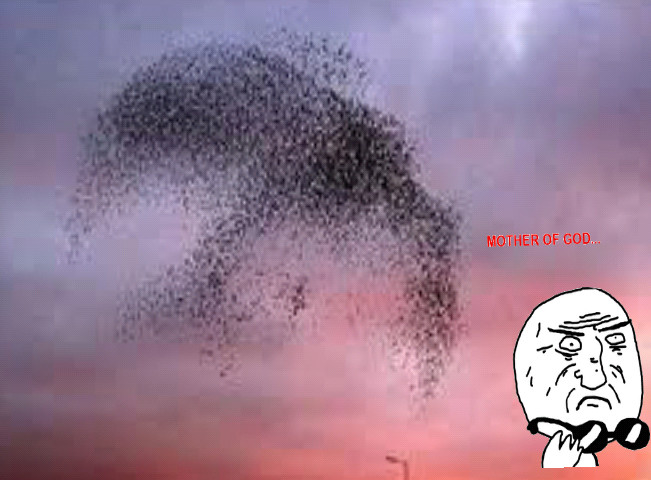 birds - Meme by dottor :) Memedroid