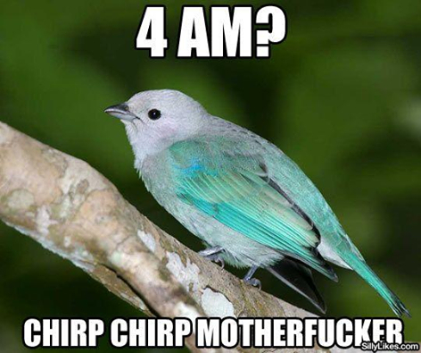 I hate birds - Meme by ladyrainicorn :) Memedroid