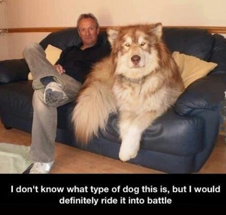 battledog - Meme by topazrainbow5 :) Memedroid