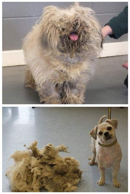 Grooming matters - Meme by Stephiroth :) Memedroid