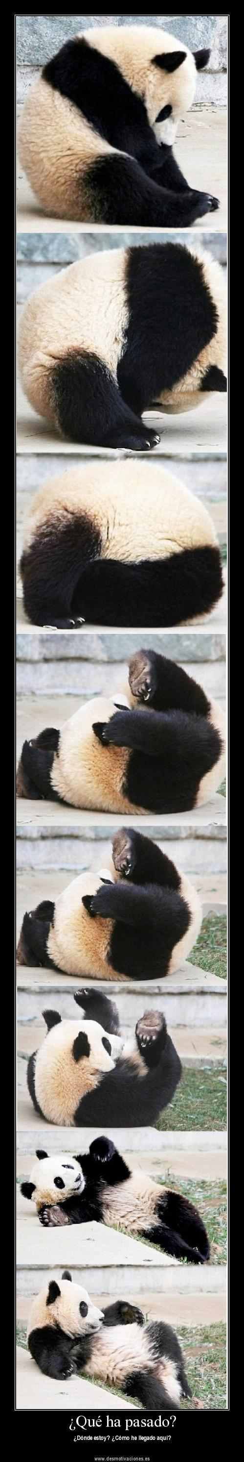 panda desorientado - Meme subido por paloma19899 :) Memedroid