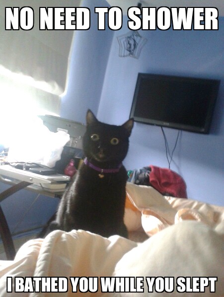 over attached cat - Meme by oonter :) Memedroid