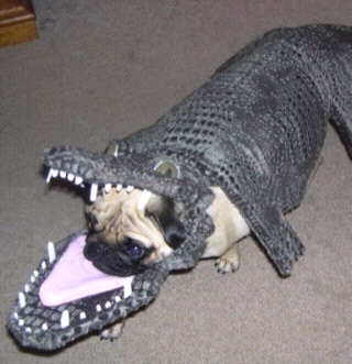 Alligator Eating Dog - Meme by JacobHMaurer :) Memedroid