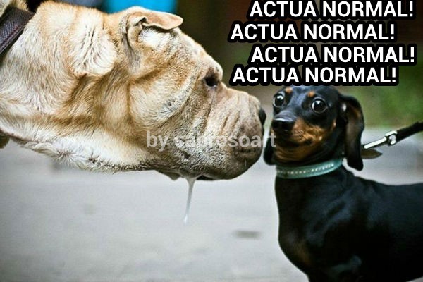 actúa normal actúa normal actúa normal - Meme subido por sabrosoart ...