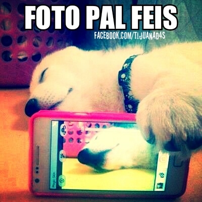 pal feis - Meme subido por seeercho :) Memedroid